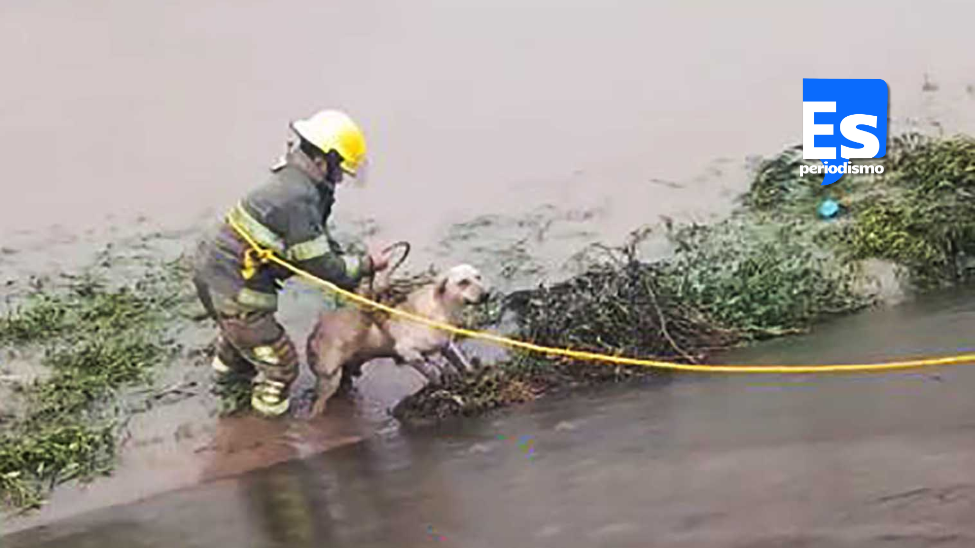 Bomberos salvaron a perrito atrapado en el río - Es Periodismo MX